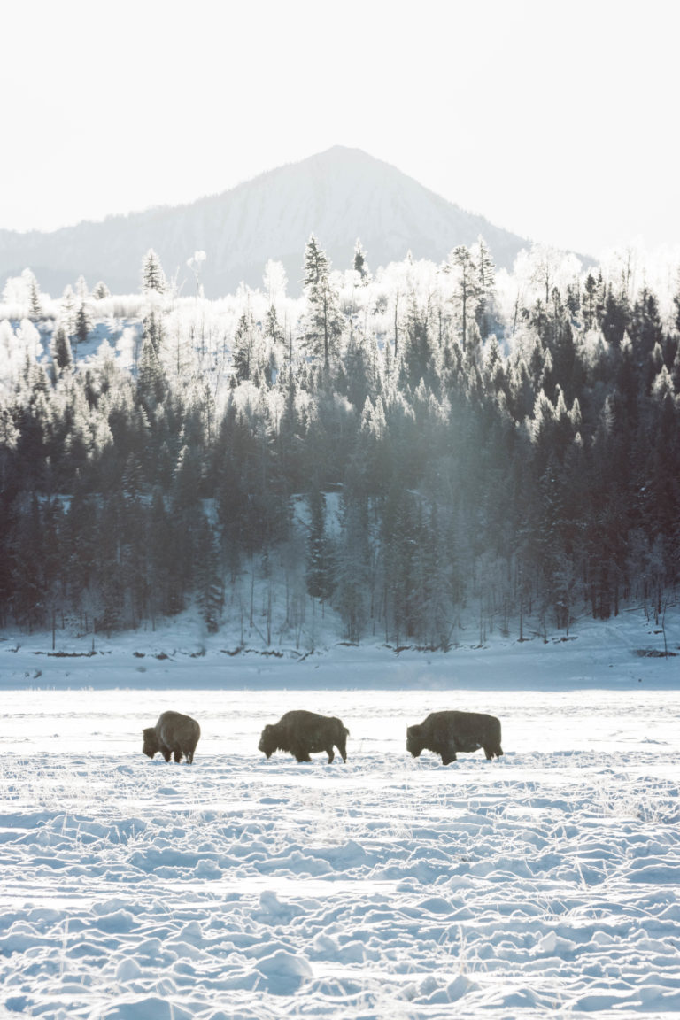 Top 10 Things To Do In Jackson Hole In Winter [The Non-Skiers Guide]