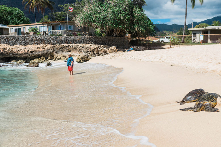 Best 10 Places To Find Sea Turtles In Oahu [Secret Beaches Included]