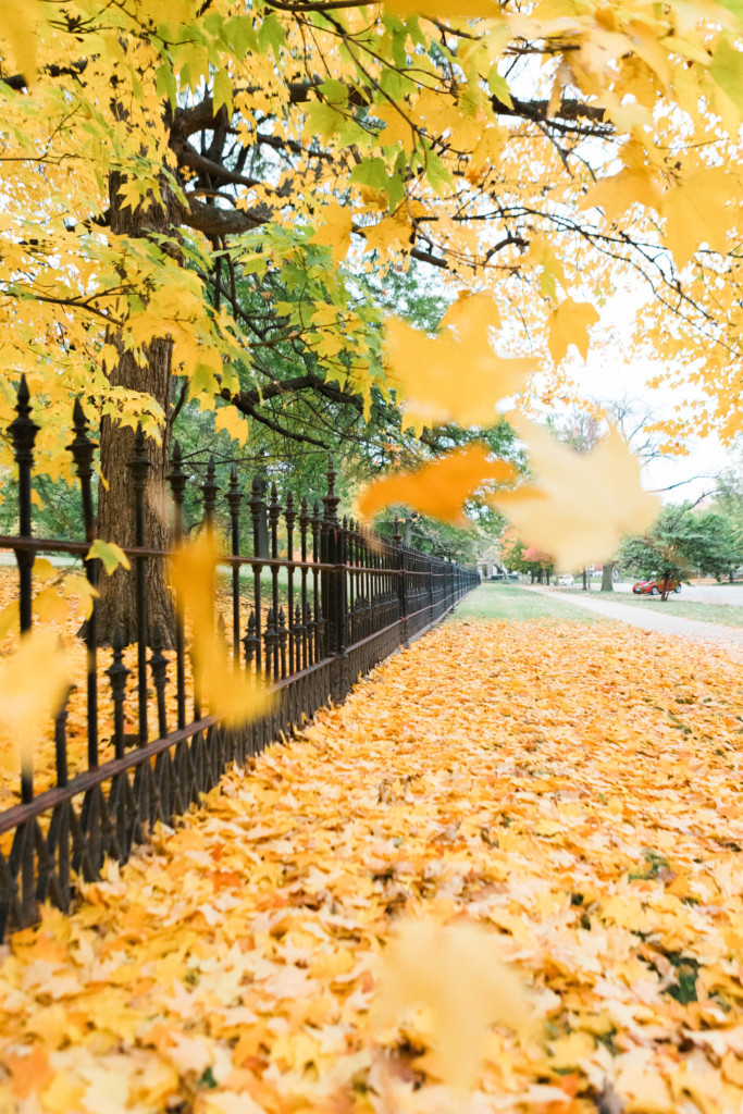 Best 9 Neighborhoods in St. Louis To Visit During Weekend Getaway